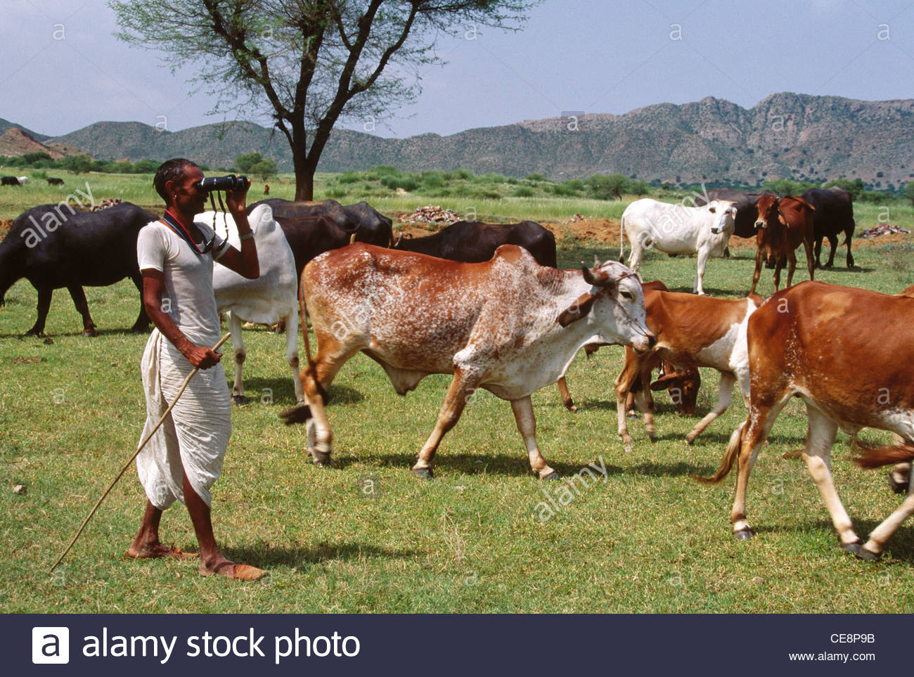 Cows : Grassland's grace - Prachodayat