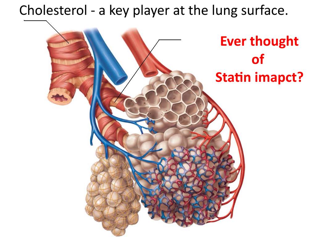Cholesterol - Critical for lung functioning - Prachodayat